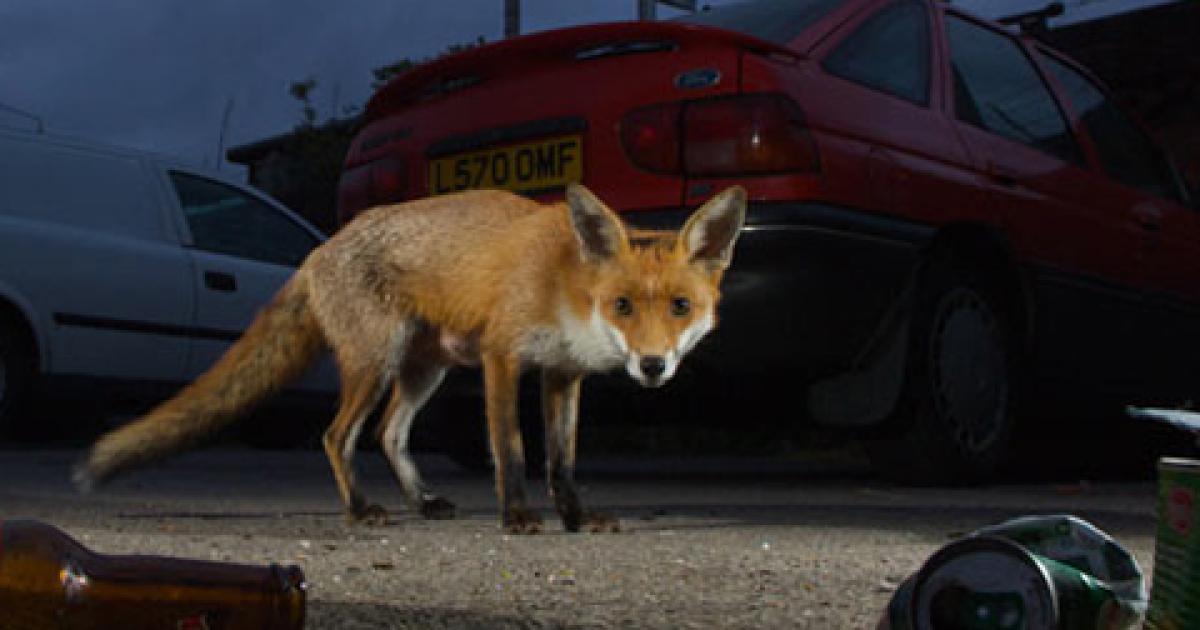 The evolution of the urban fox